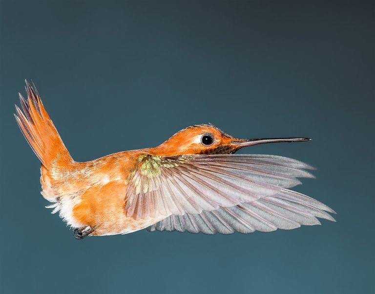 Fontenelle Forest Photography Club